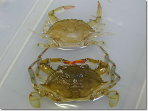 What happens to crab shells after molting?