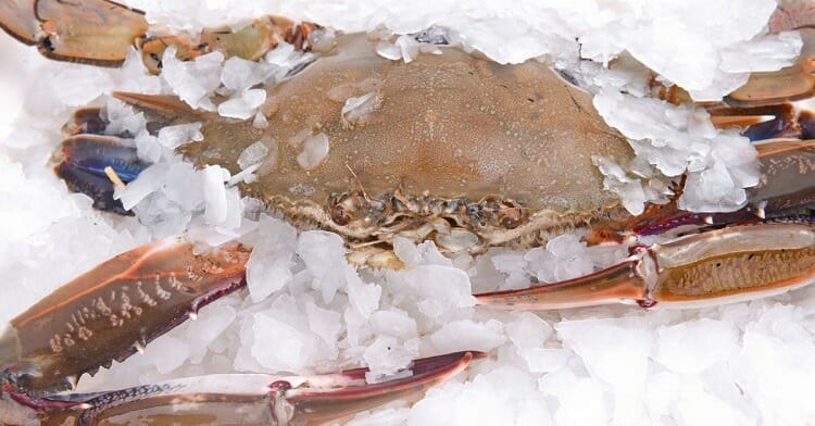 What happens to crab when it freezes?