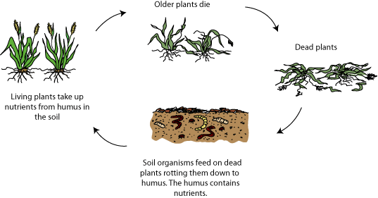 What happens to dead organisms in an ecosystem?