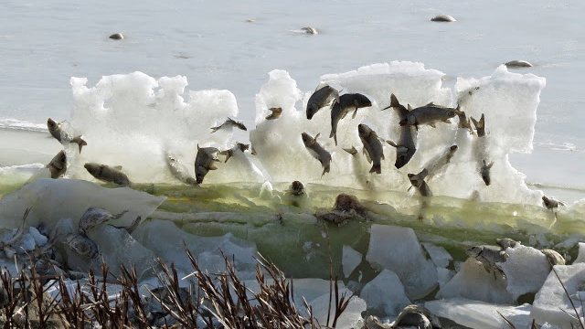 What happens to fish frozen in ice?