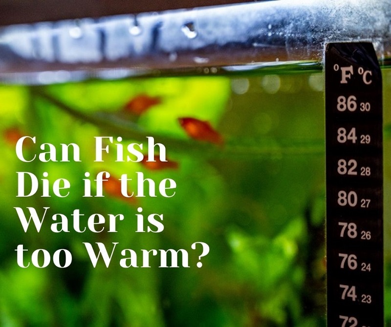 What happens to fish if the water is too warm?