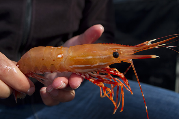 What happens to spot prawns when they die?