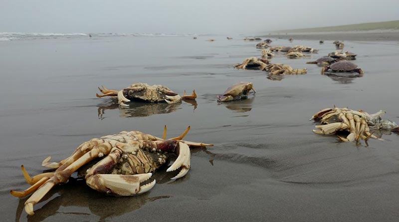 What happens to the dead crabs?