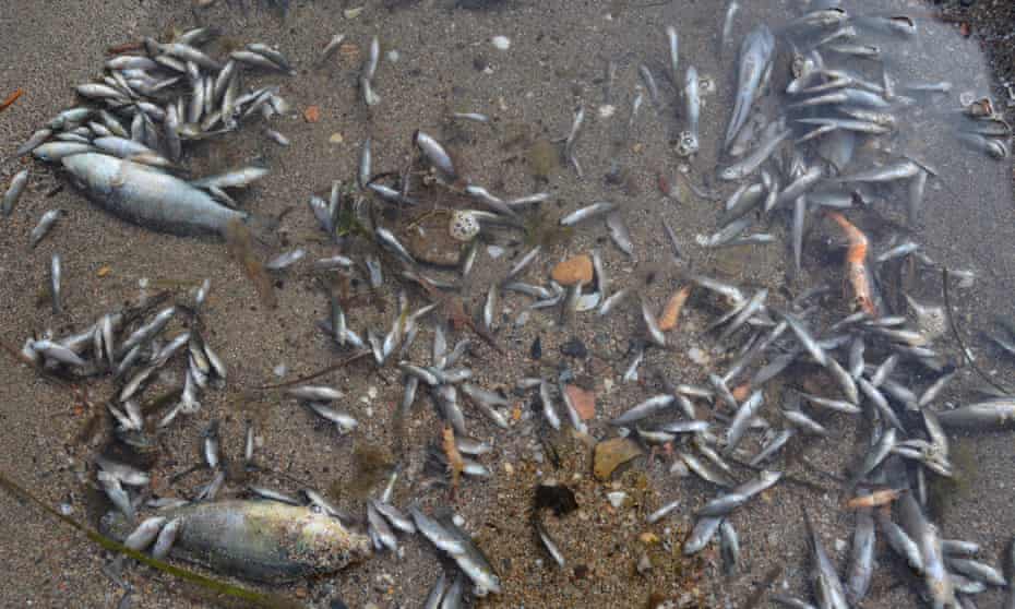 What happens to the dead prawns in the lagoon?