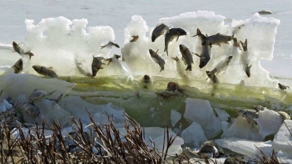 What happens to the fish in a frozen lake?