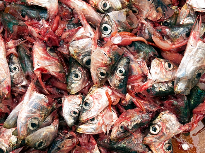 What happens to the fish waste?