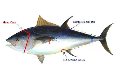 What happens to the head and tail of Bluefin Tuna?