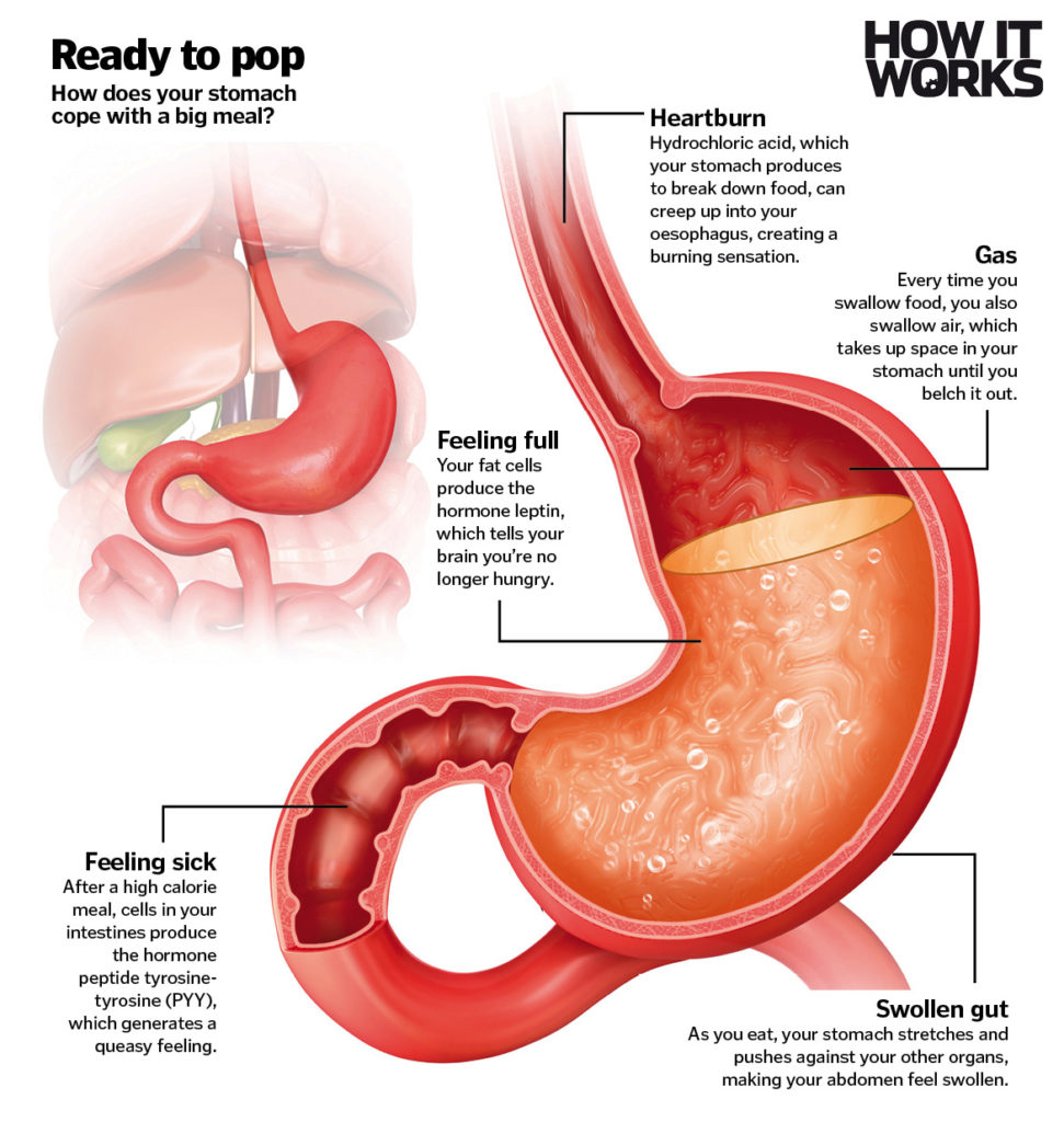 What happens to your body when you eat too much food?