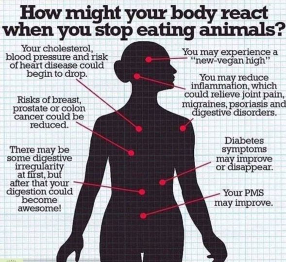 What happens to your body when you stop eating?