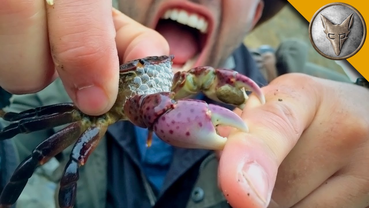 What happens when a crab bites you?