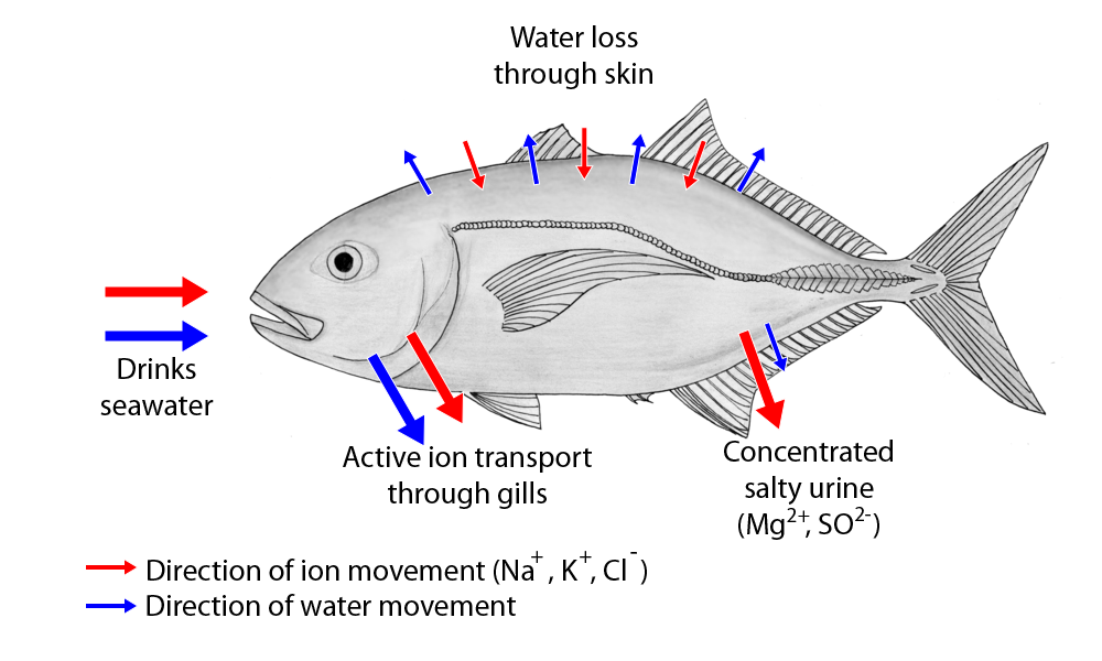 What happens when a fish gets thirsty?