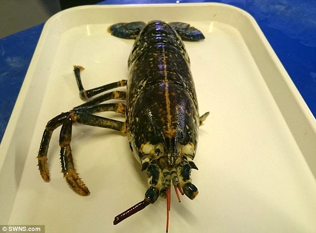 What happens when a lobster loses its claw?