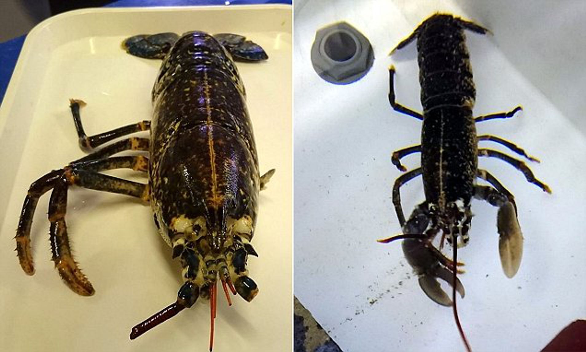 What happens when a lobster releases its claw?