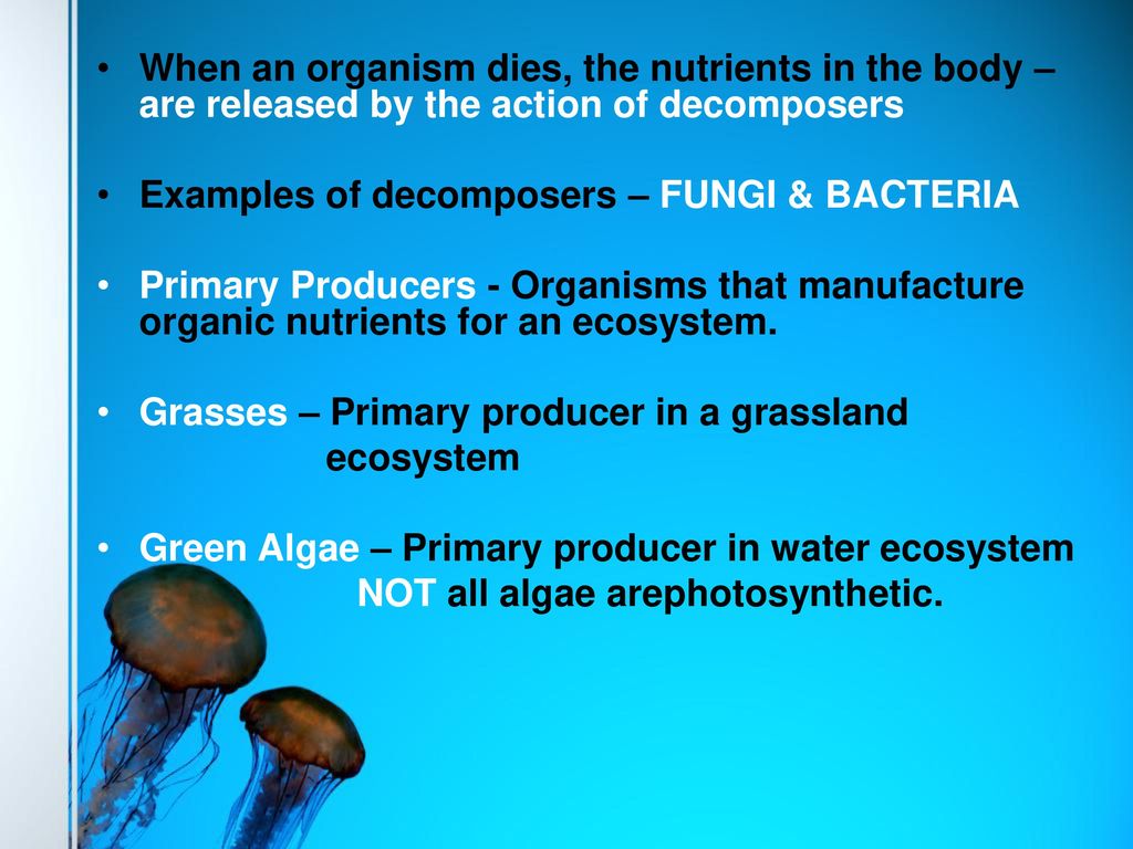 What happens when an organism dies in an ecosystem?