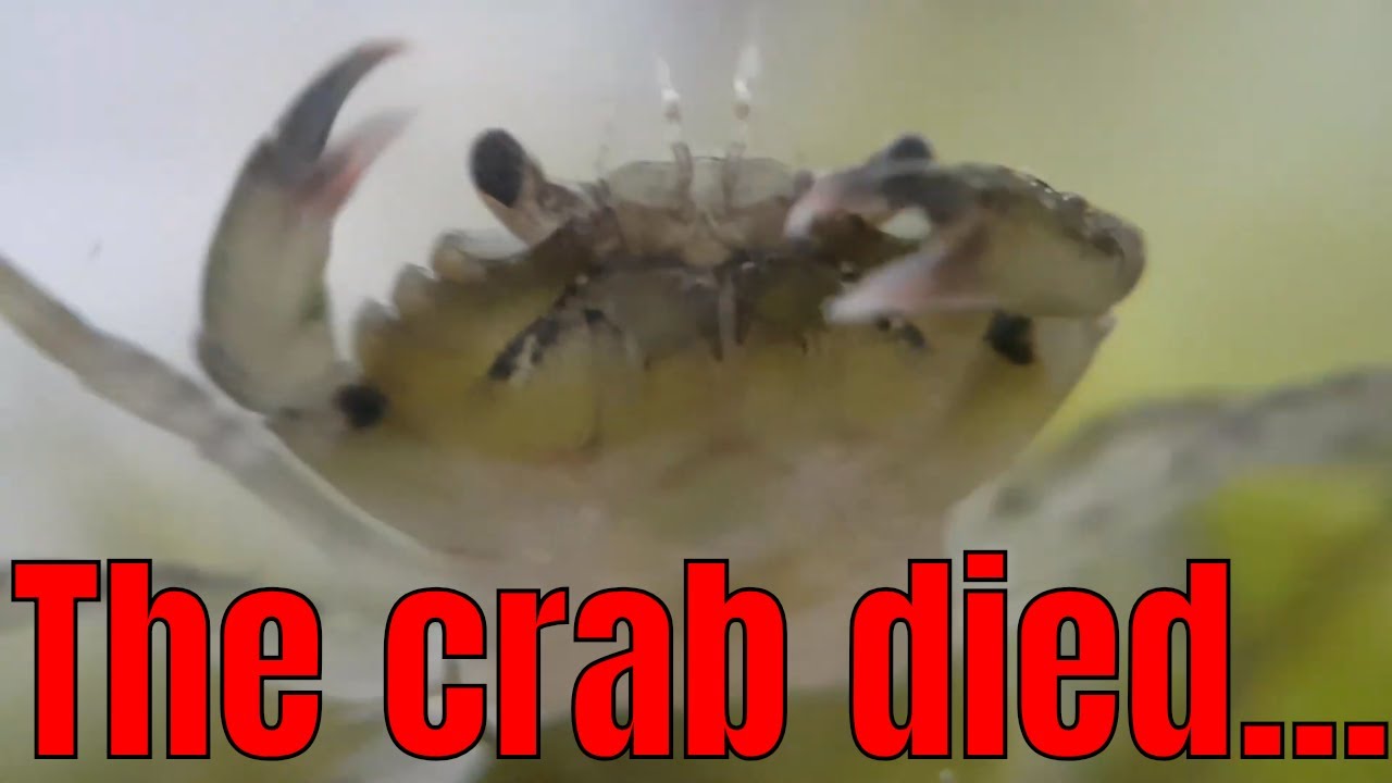 What happens when crab die?