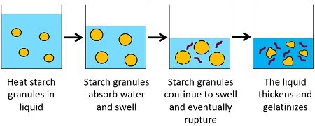 What happens when starch is heated?