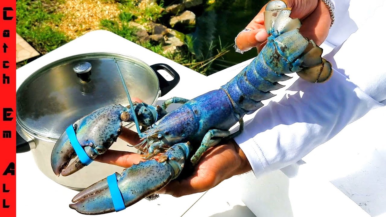 What happens when you boil a blue lobster?