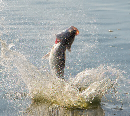 What happens when you catch a fish and throw it back?