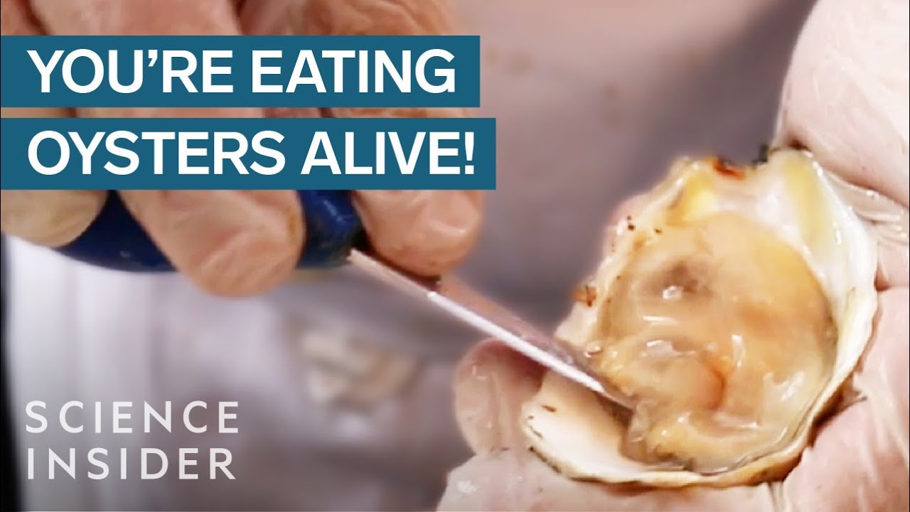 What happens when you eat a live oyster?