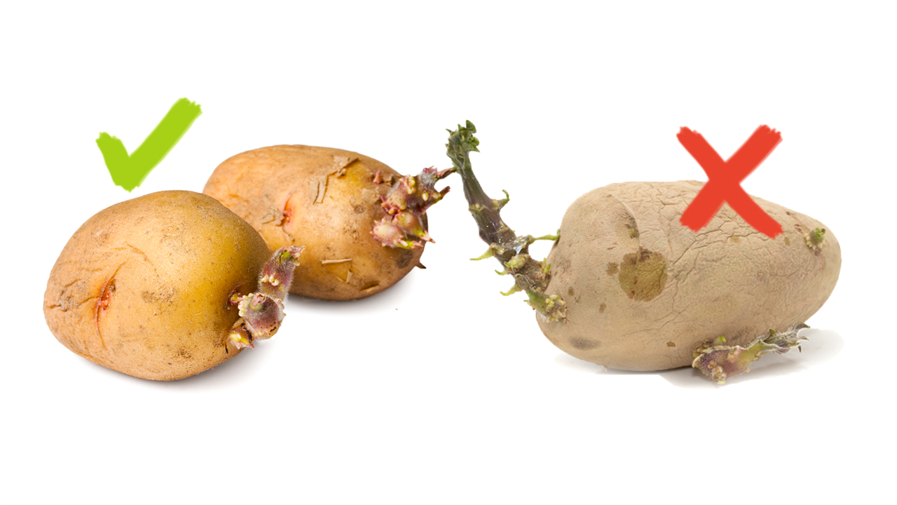 What happens when you eat bad potatoes?