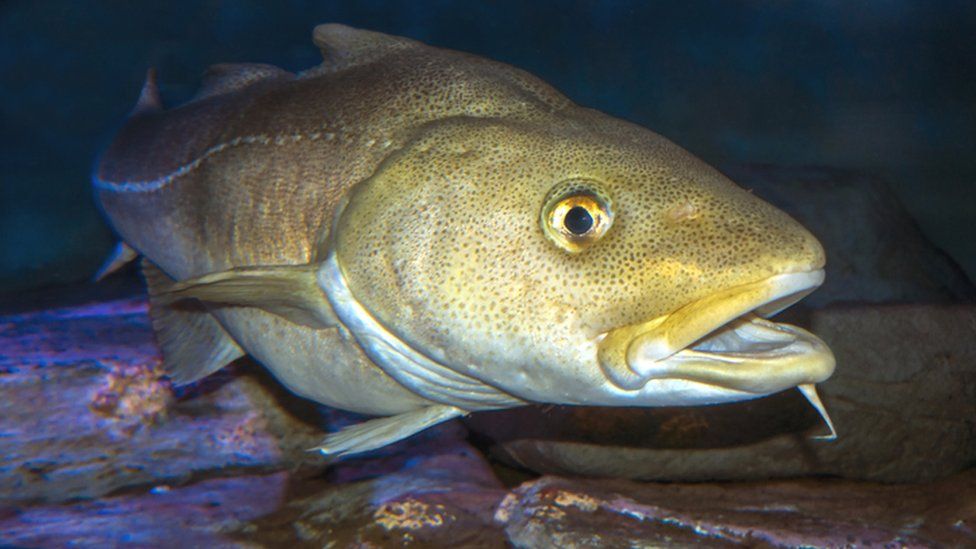 What has happened to Cod in the North Sea?