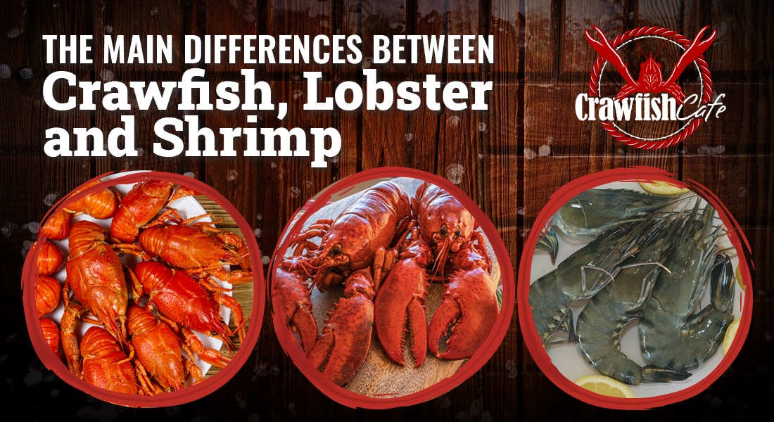 What has more protein shrimp or lobster?