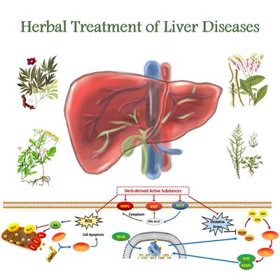 What Herb is linked to liver damage?