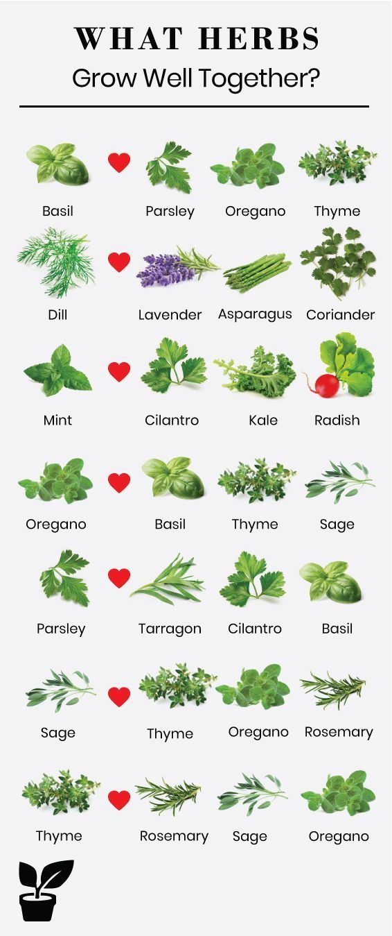 What herbs and vegetables can grow together?