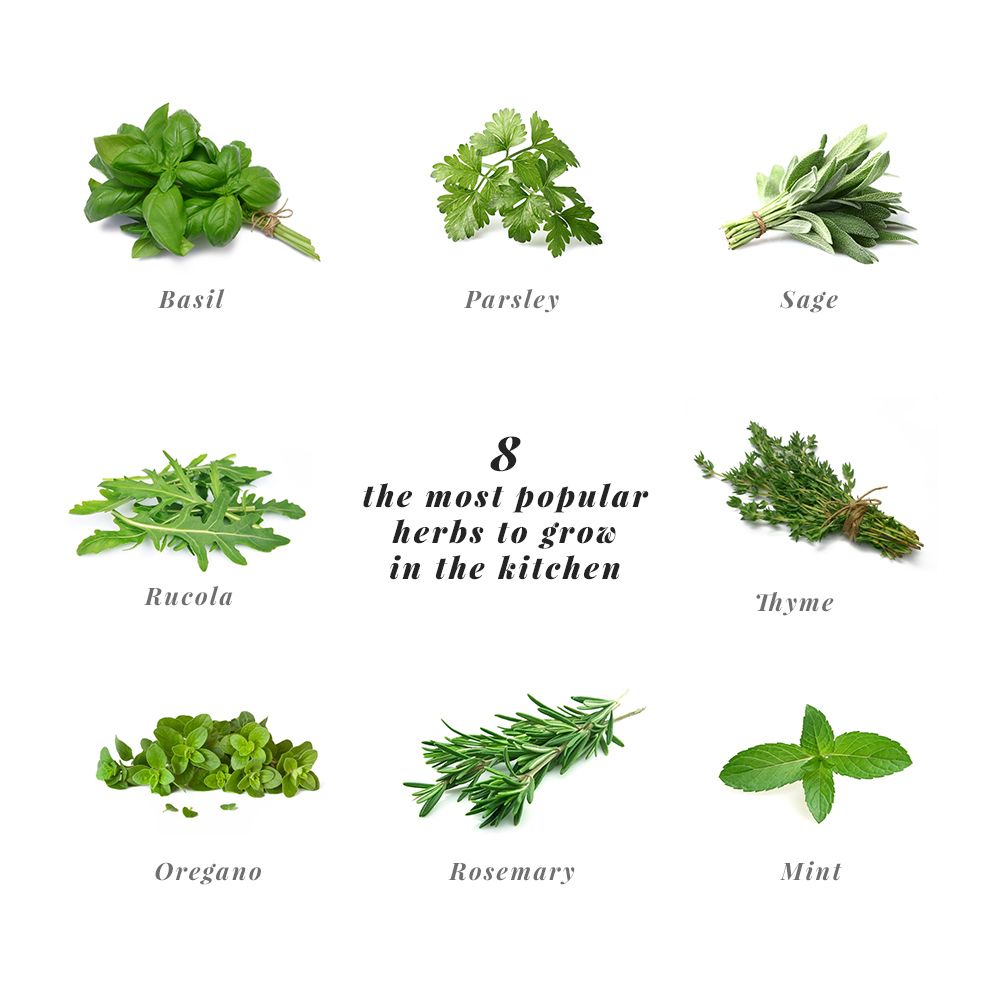 What herbs are most popular?