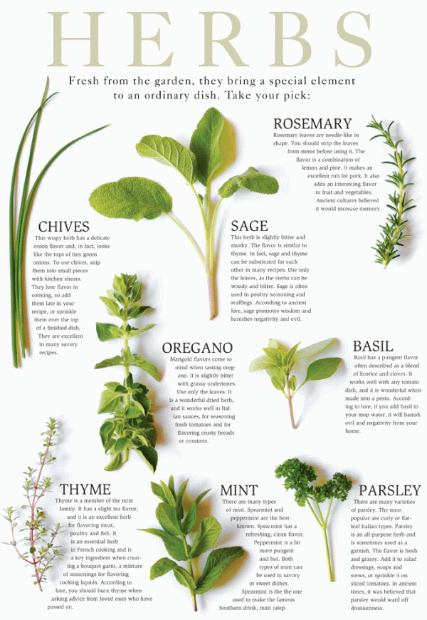 What herbs are still used in medicine?