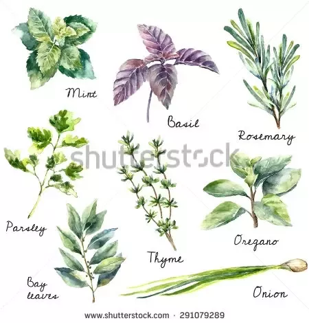 What herbs are used in Italian cooking?