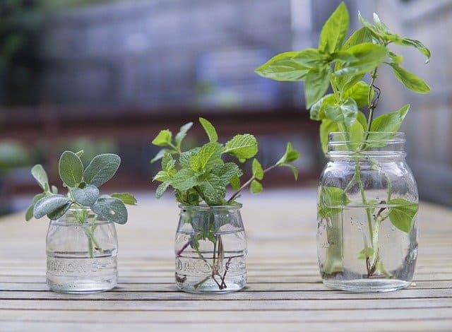 What herbs can I grow in a jar of water?