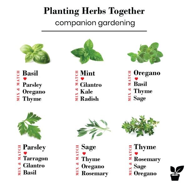 What herbs can you mix together?