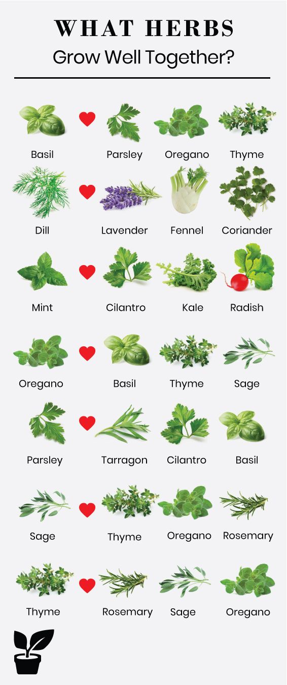 What herbs mix well together?