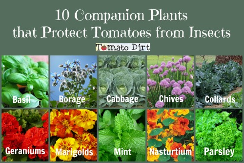 What herbs protect tomatoes?