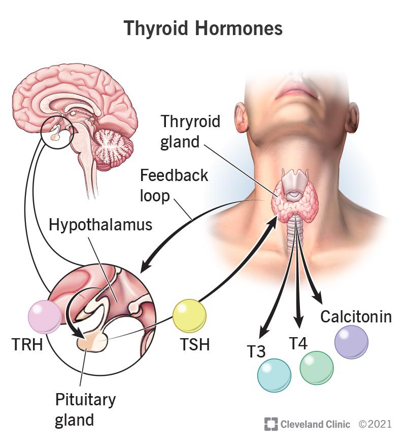 What hormone controls the thyroid?