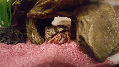 What hours are hermit crabs awake?