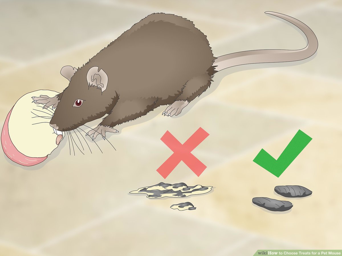 What human food can you feed a mouse?