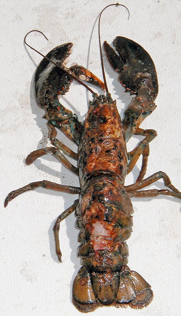 What illnesses can you get from lobster?