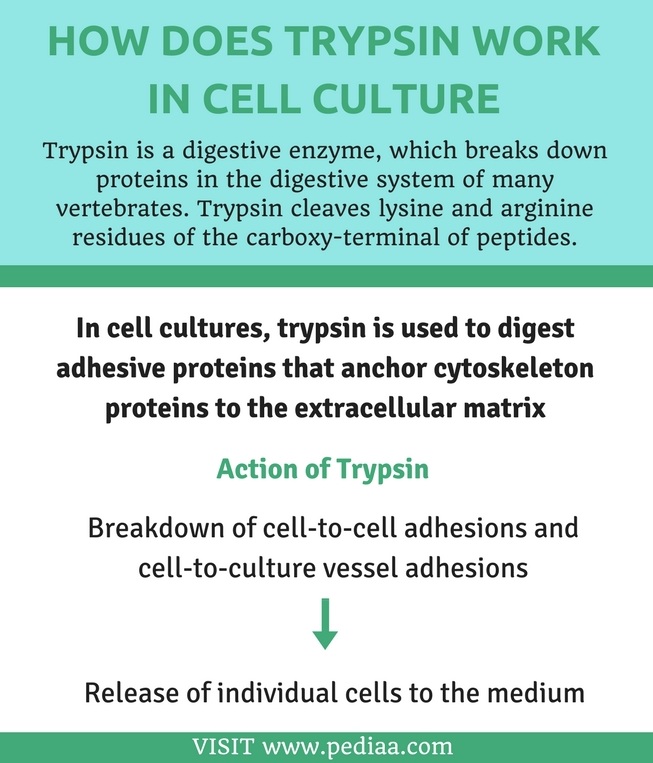 What inhibits trypsin in cell culture?