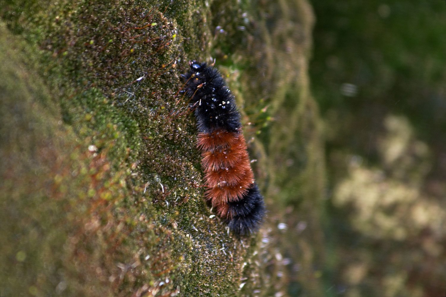 What insect can freeze and come back to life?