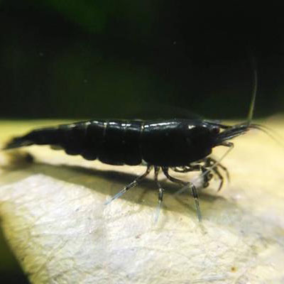 What is a black shrimp?