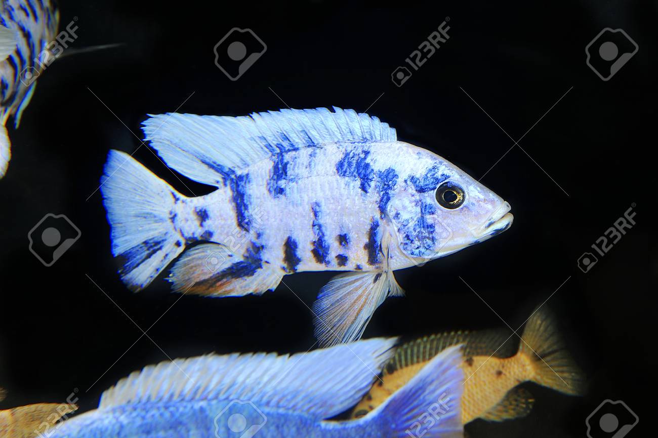 What is a blue and white fish?