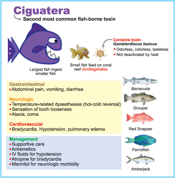 What is a characteristic of ciguatera toxin?