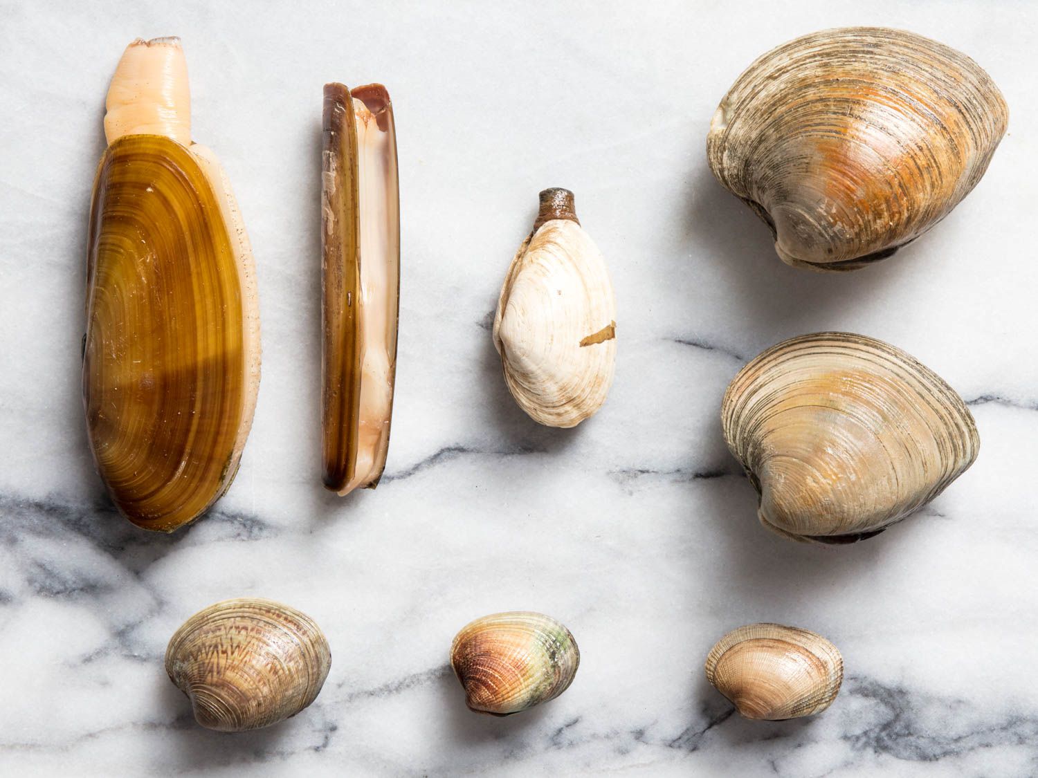 What is a clam classified as?