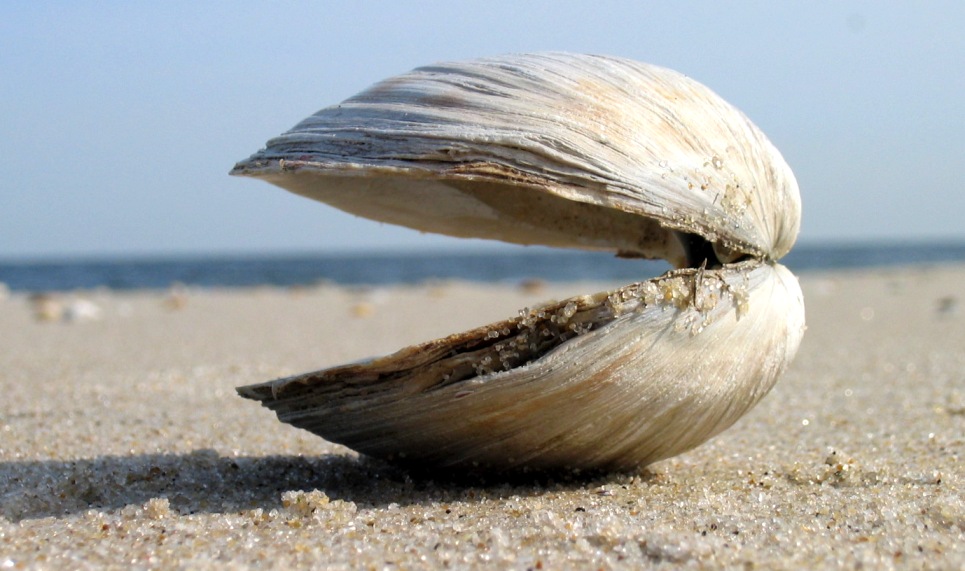 What is a clam shell?