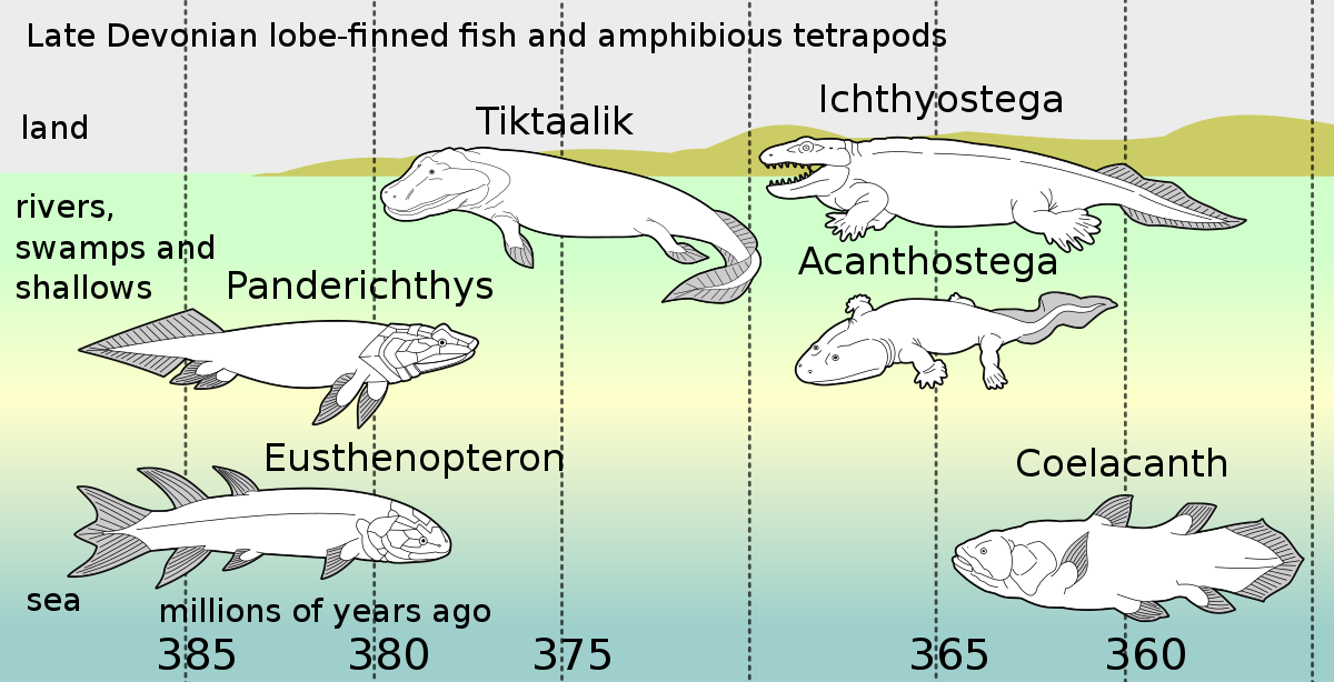 What is a common ancestor for fish?