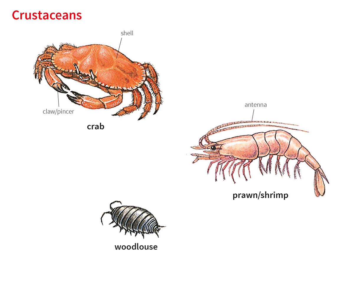 What is a crustacean simple definition?