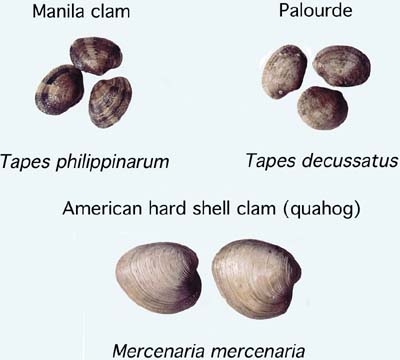 What is a cultured bivalve shellfish?