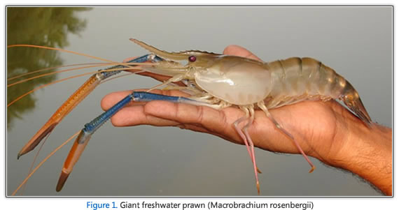 What is a freshwater prawn?
